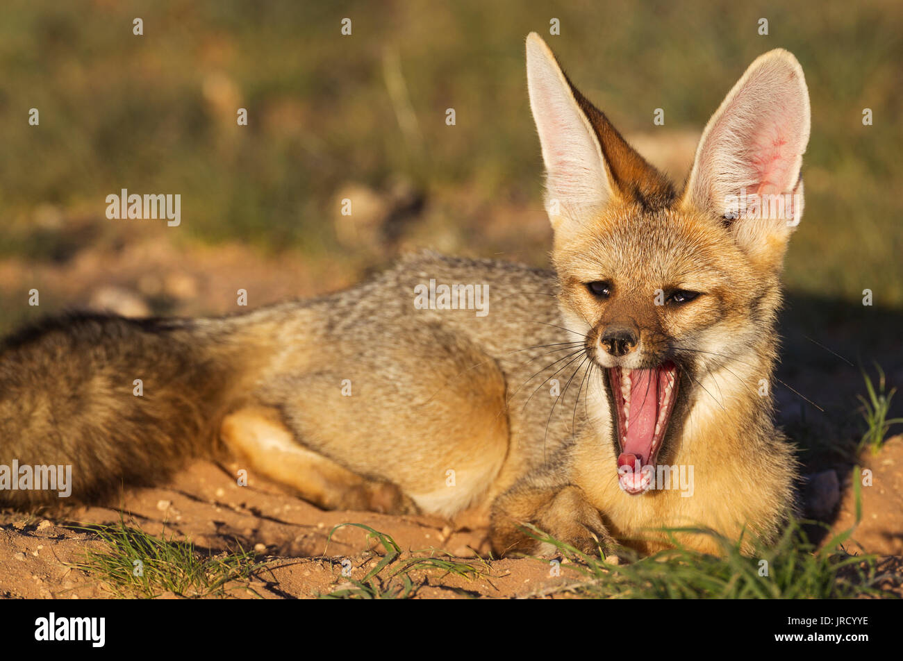 Cape Fox (Vulpes chama), at its burrow, yawning, Kalahari Desert ...