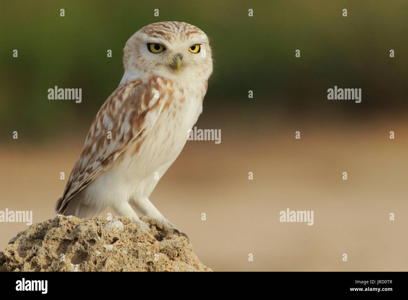 Little Owl standing over Rock Pile at the southern Desert of Qatar ...