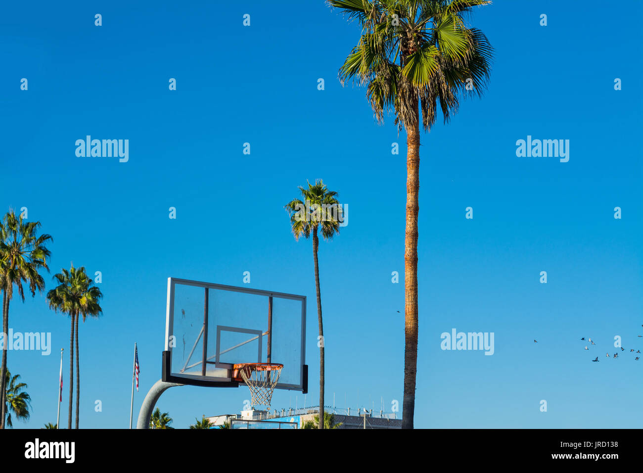 basketball hoop and palms in Venice beach, California Stock Photo - Alamy