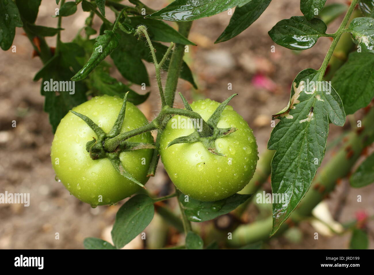 Growing fresh tomato Stock Photo - Alamy