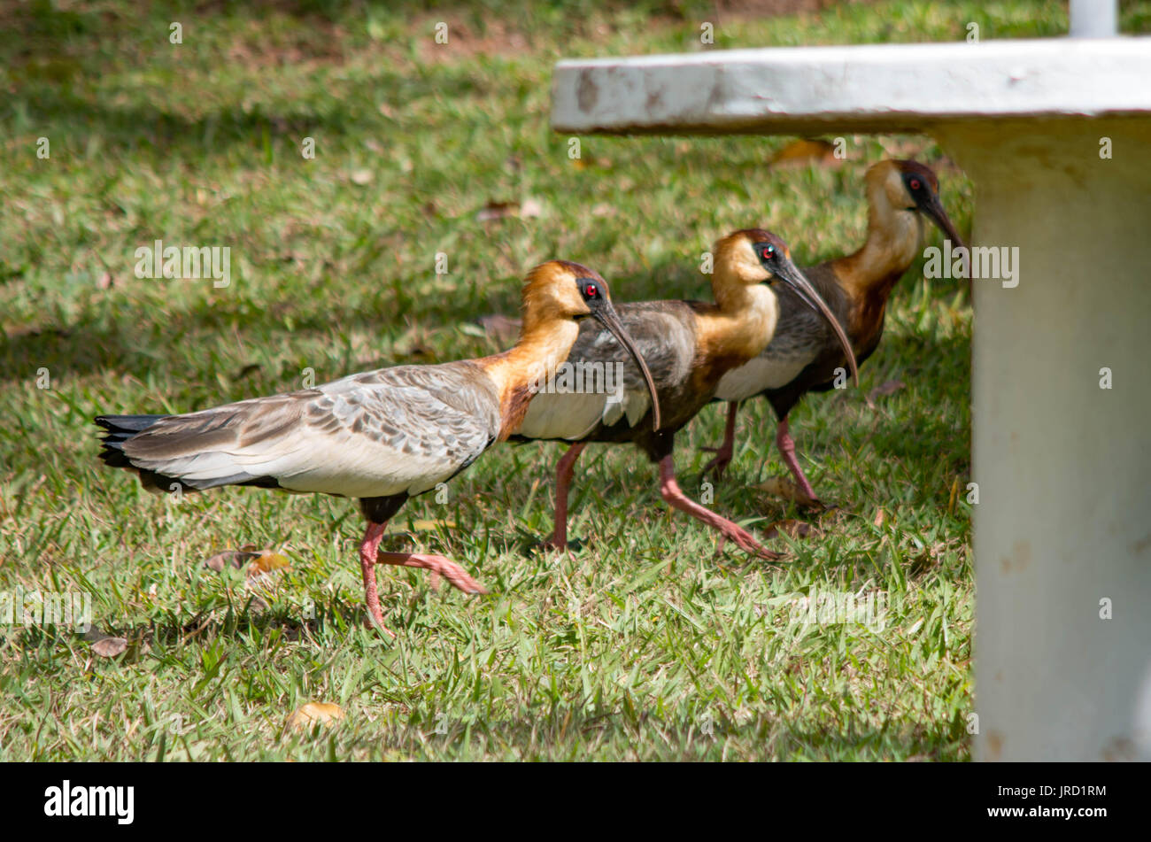 Red ibises hi-res stock photography and images - Alamy