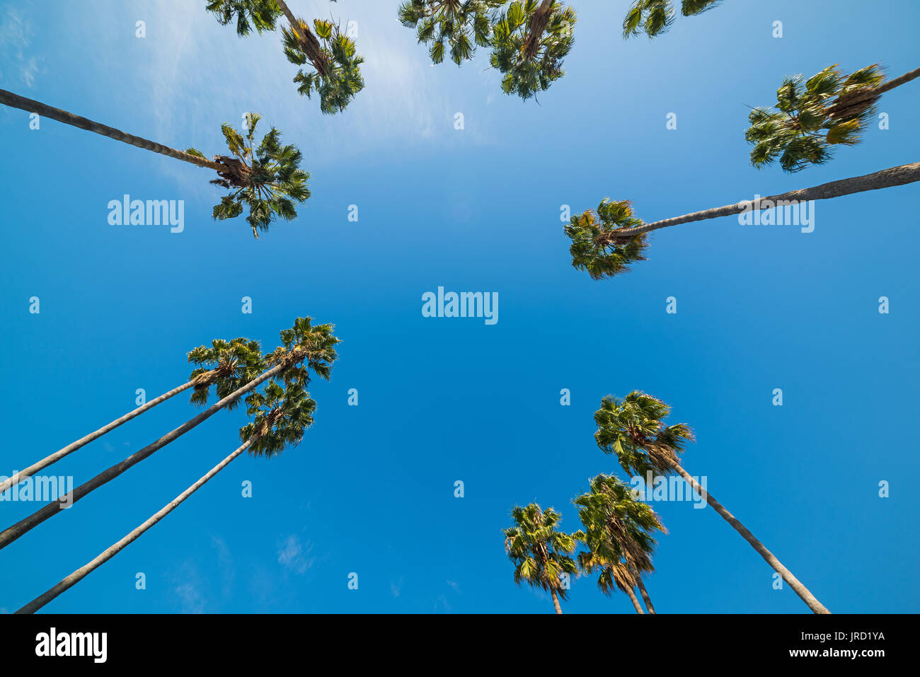 palm trees seen from below, California Stock Photo - Alamy