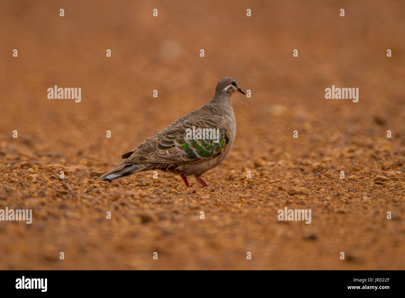 Bronzewing pigeon hi-res stock photography and images - Alamy