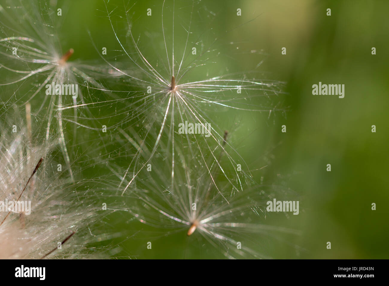 The gentle, soft fluff from a spent flower is ready to float away in ...