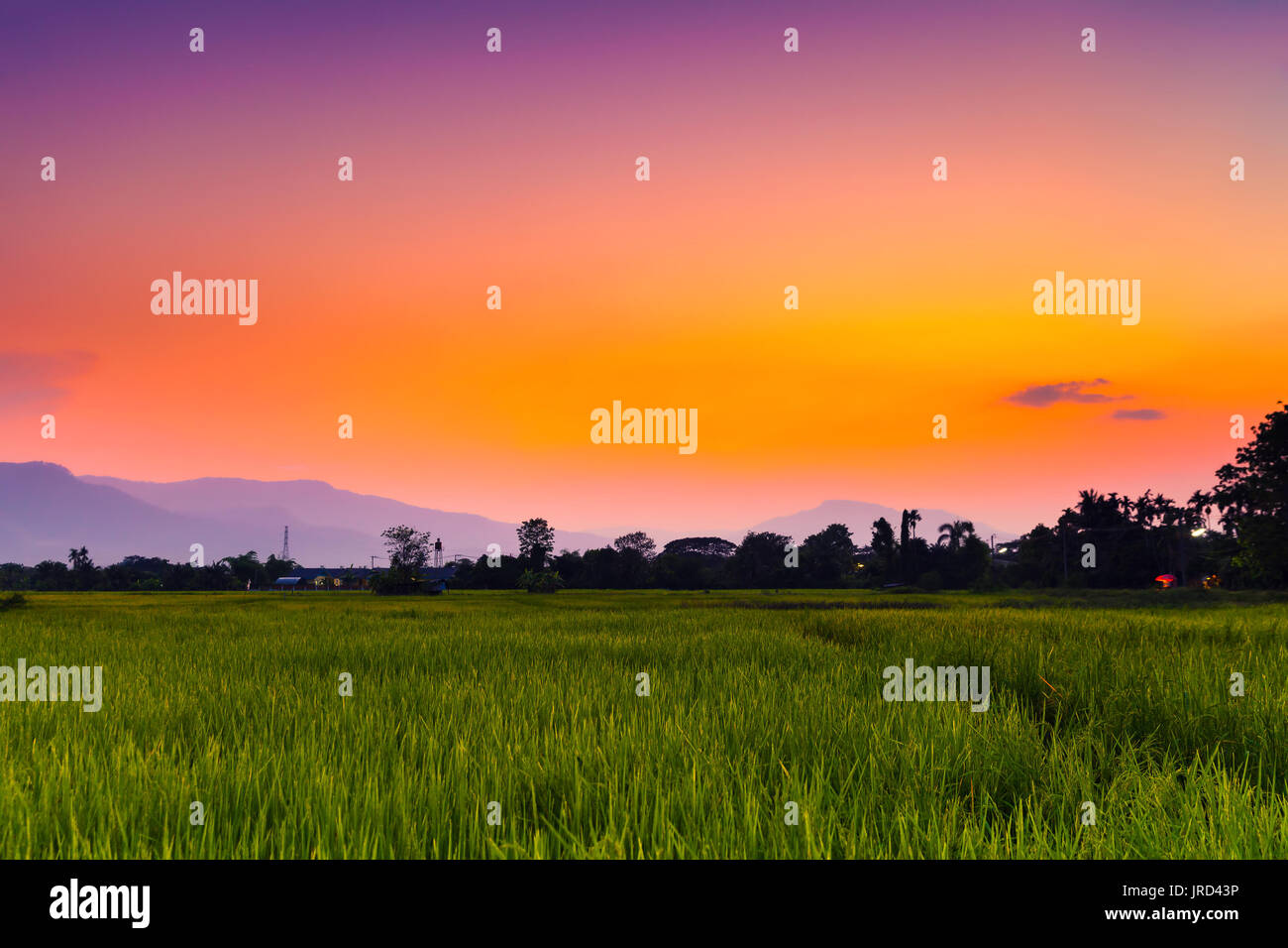 Malaysia rice terraces hi-res stock photography and images - Alamy