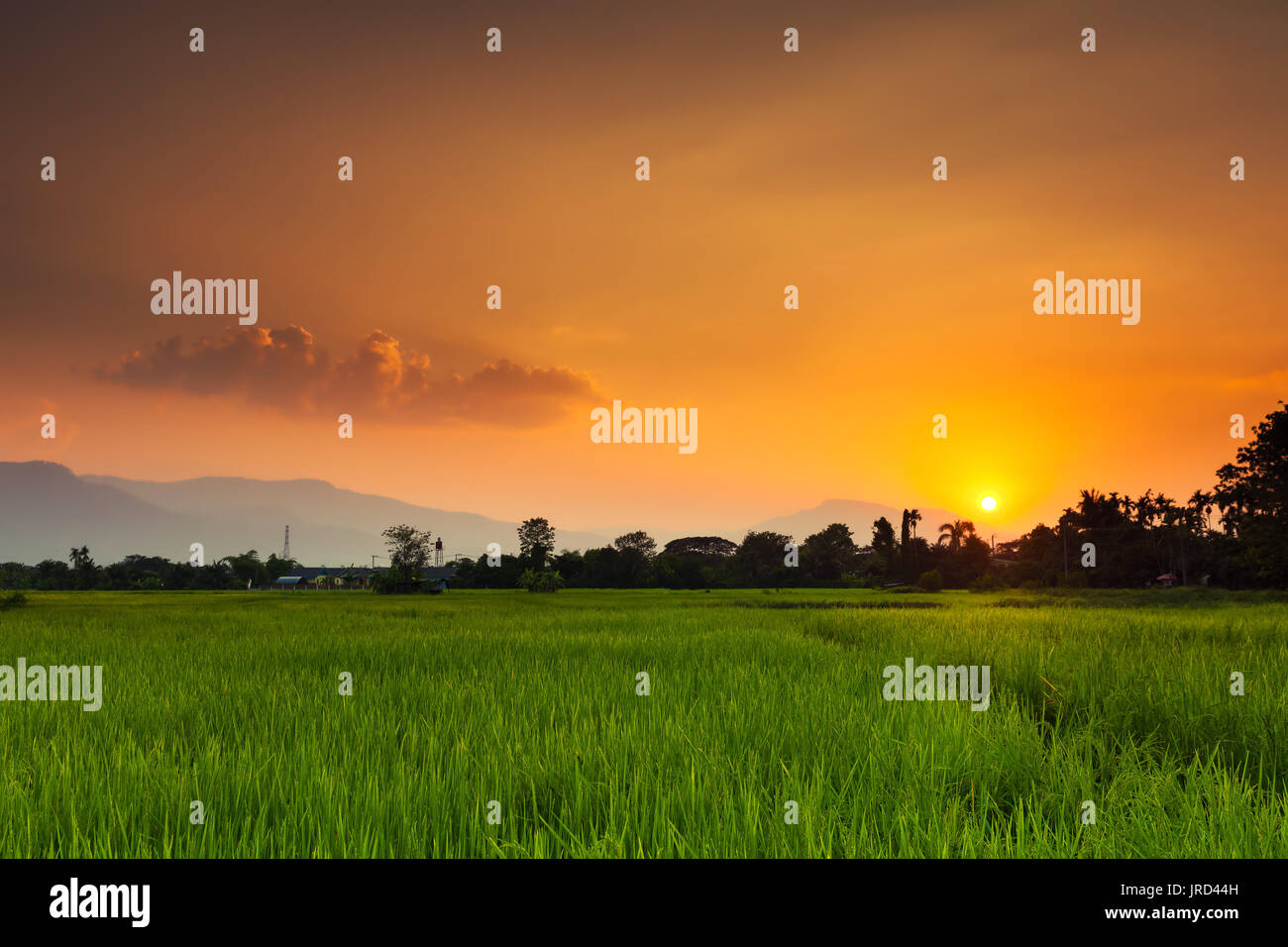 Rice terraces in mountains at sunrise, Bali Indonesia Stock Photo - Alamy