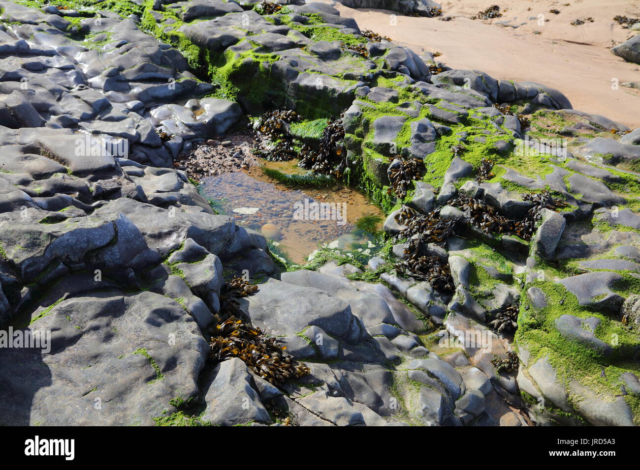 Fishing in a puddle hi-res stock photography and images - Alamy
