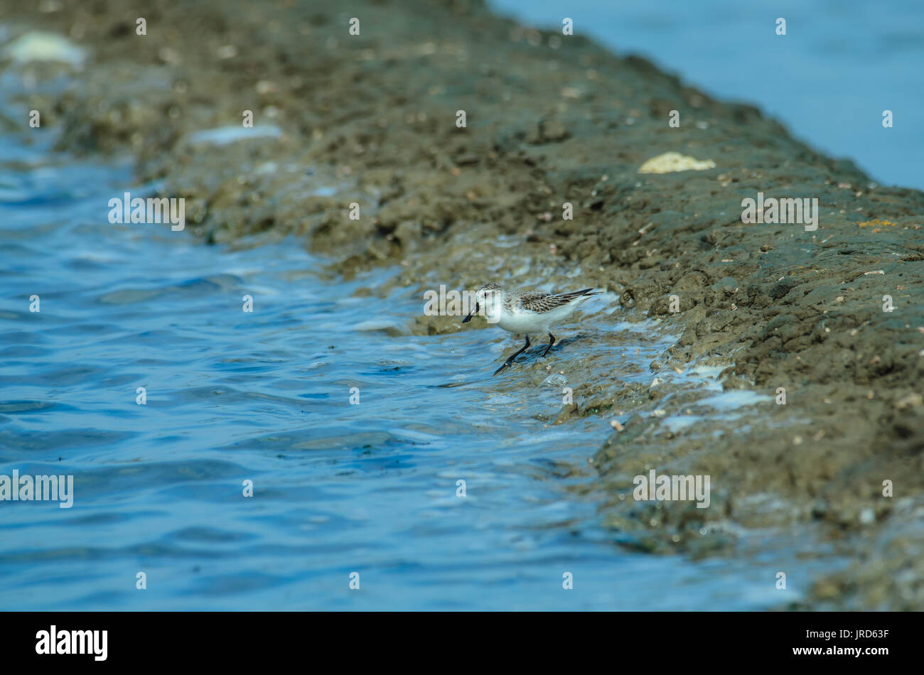 Spoon-billed sandpiper (Calidris pygmaea) in nature Thailand Stock ...