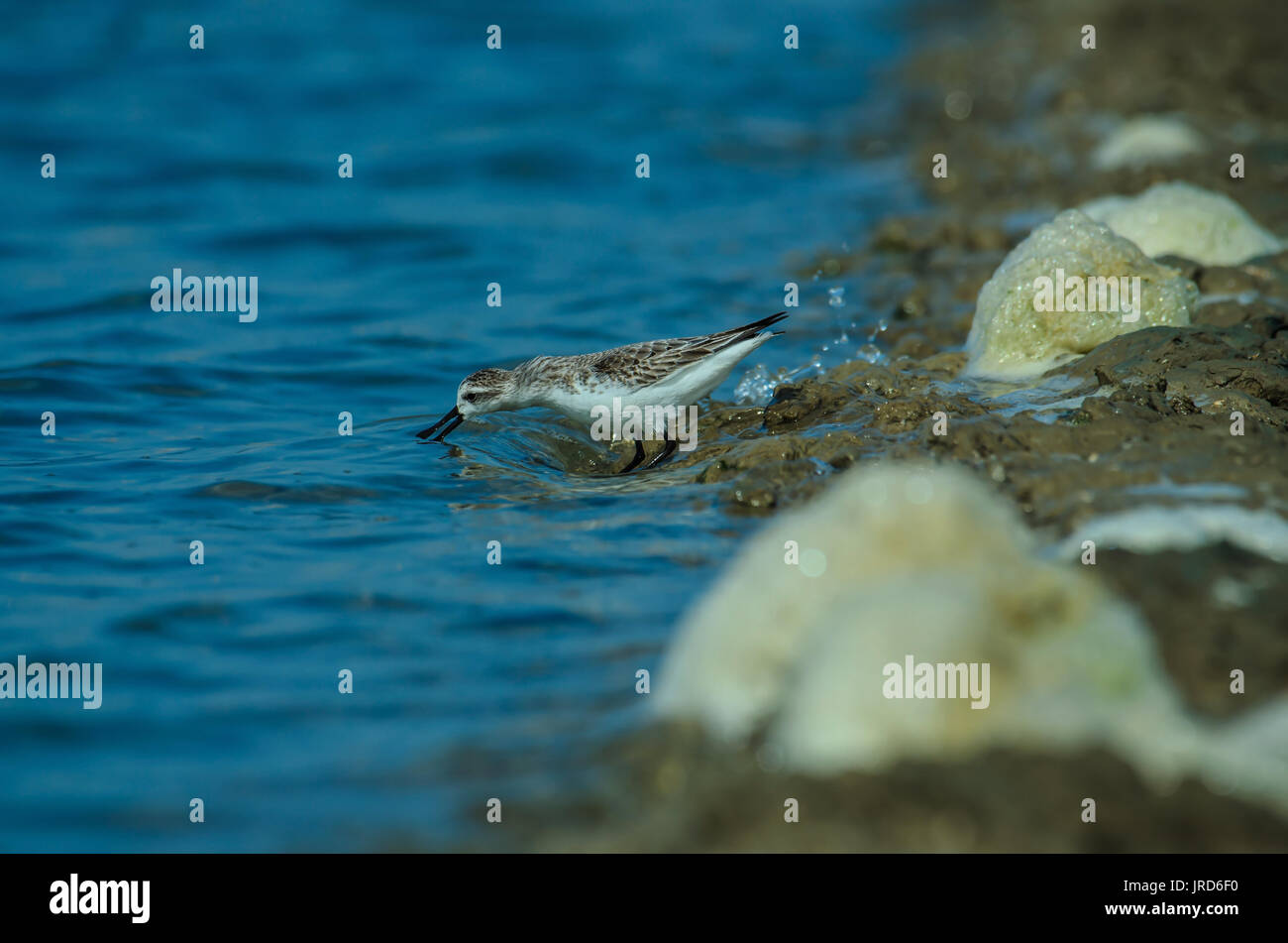 Spoon-billed sandpiper (Calidris pygmaea) in nature Thailand Stock ...