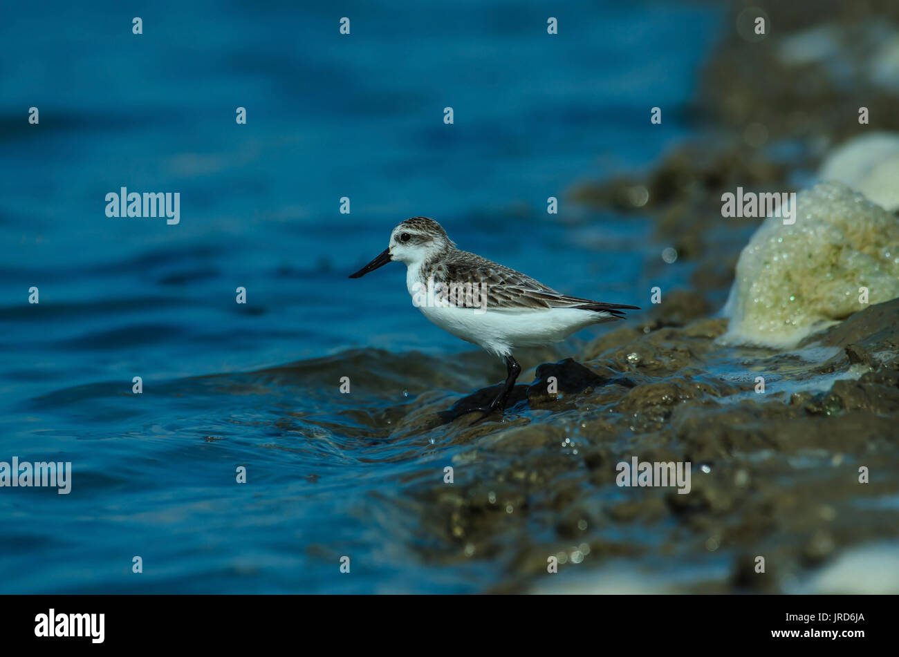 Spoon-billed sandpiper (Calidris pygmaea) in nature Thailand Stock ...