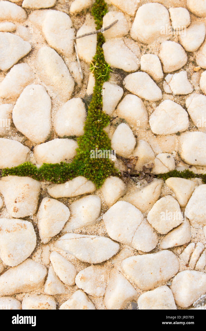 Moss. Beautiful stones with moss. Macro Stock Photo - Alamy