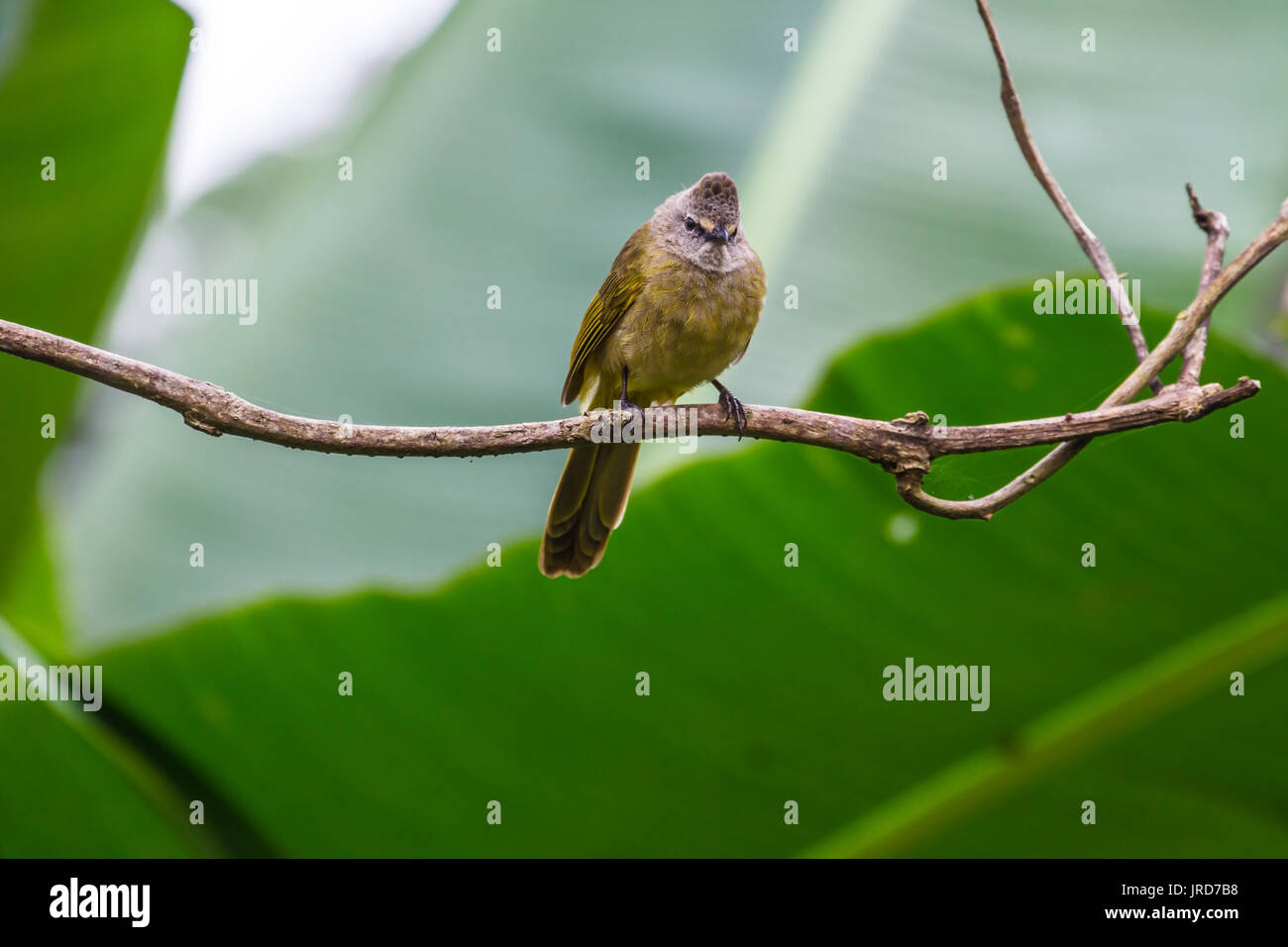 beautiful flavescent bulbul (Pycnonotus flavescens) in tropical forest ...