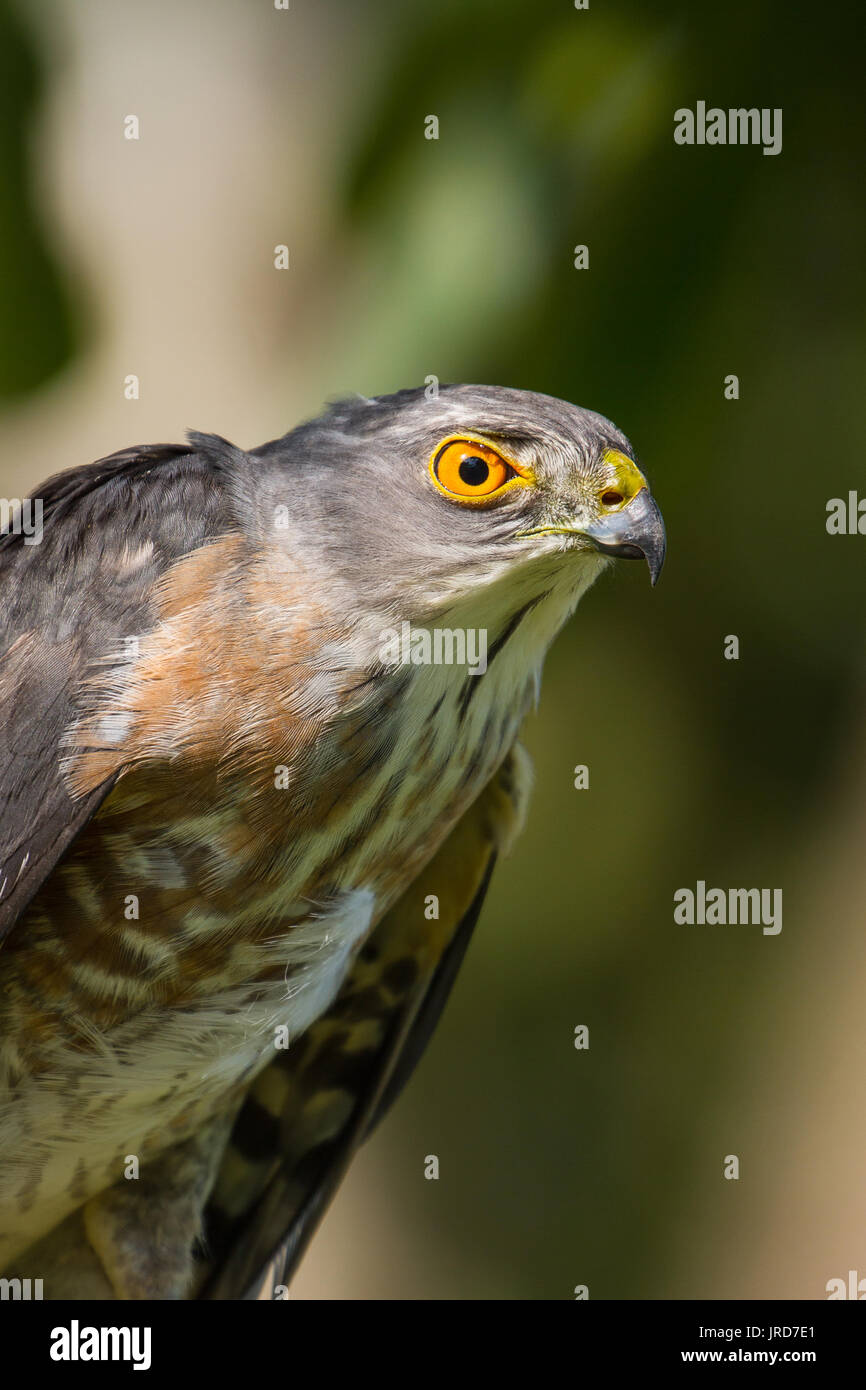 Closeup Besra or Little Sparrow Hawks (Accipiter virgatus Stock Photo ...