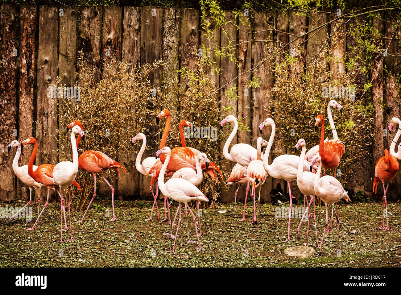 Colony of flamingos. Animal scene. Vibrant colors. Wading birds. Beauty ...