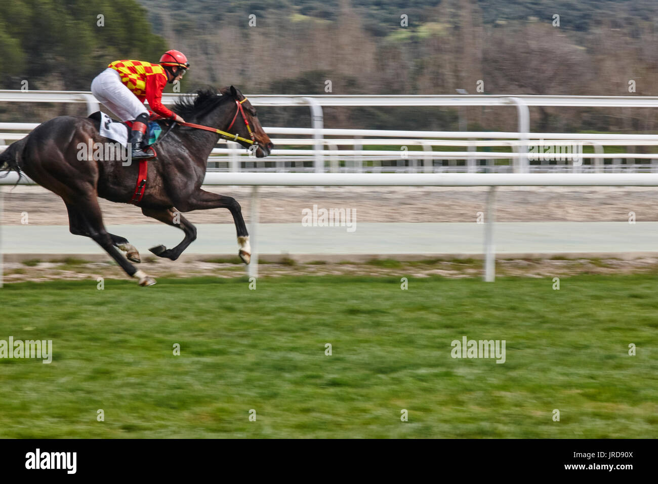 Horse race final rush. Competition sport. Hippodrome. Winner. Speed ...