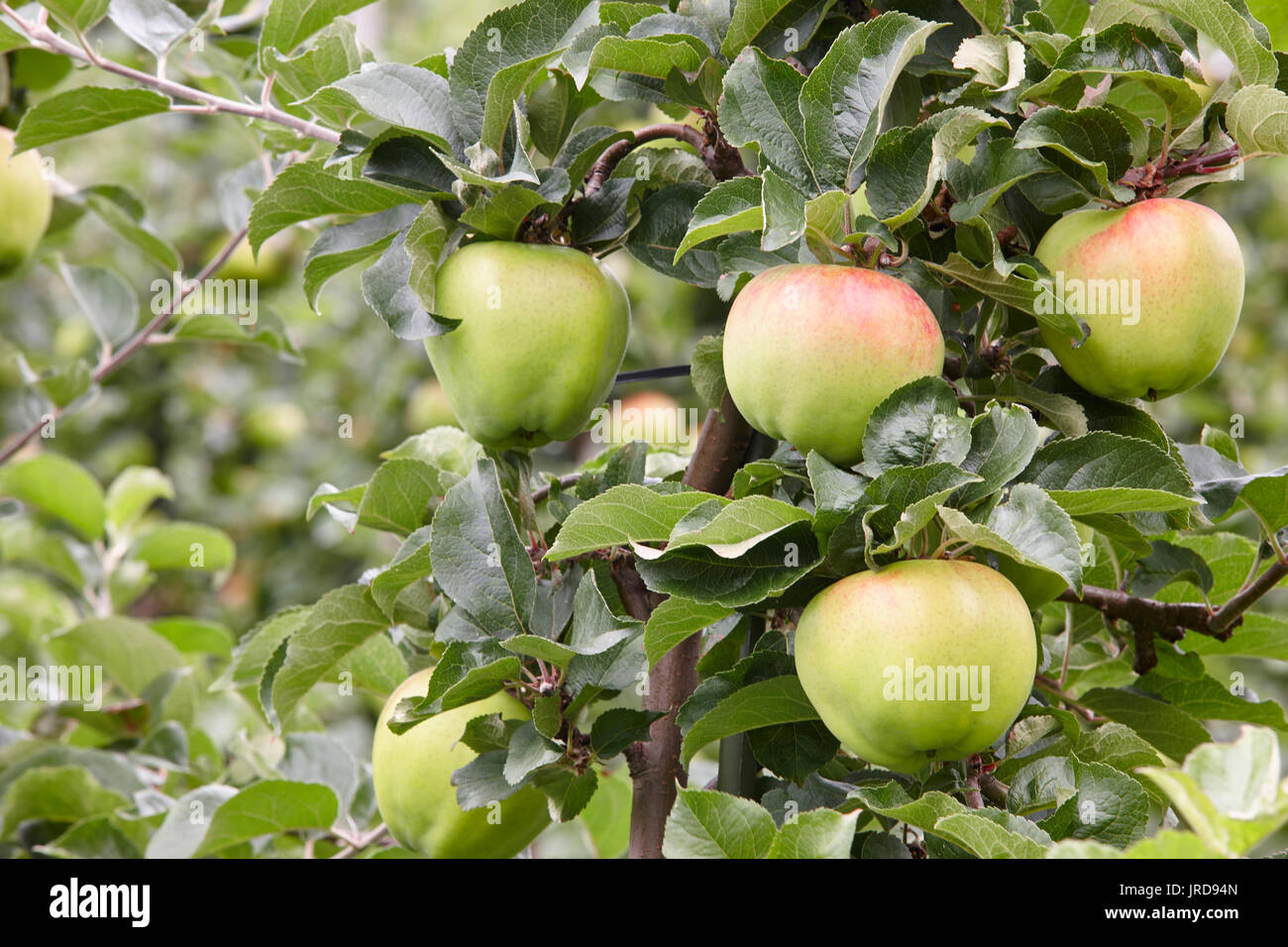 Green apples detail on a tree. Agriculture background. Food Stock Photo ...
