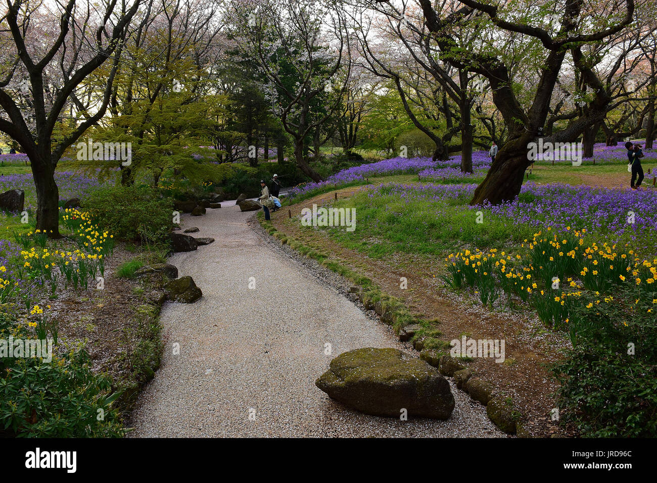 Landscape of spring Cherry Blossoms in Japan Stock Photo - Alamy