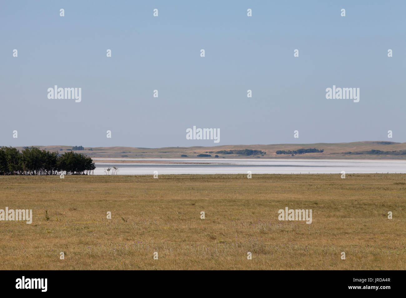 Fields of natural salt deposits in the prairies of Chaplin ...