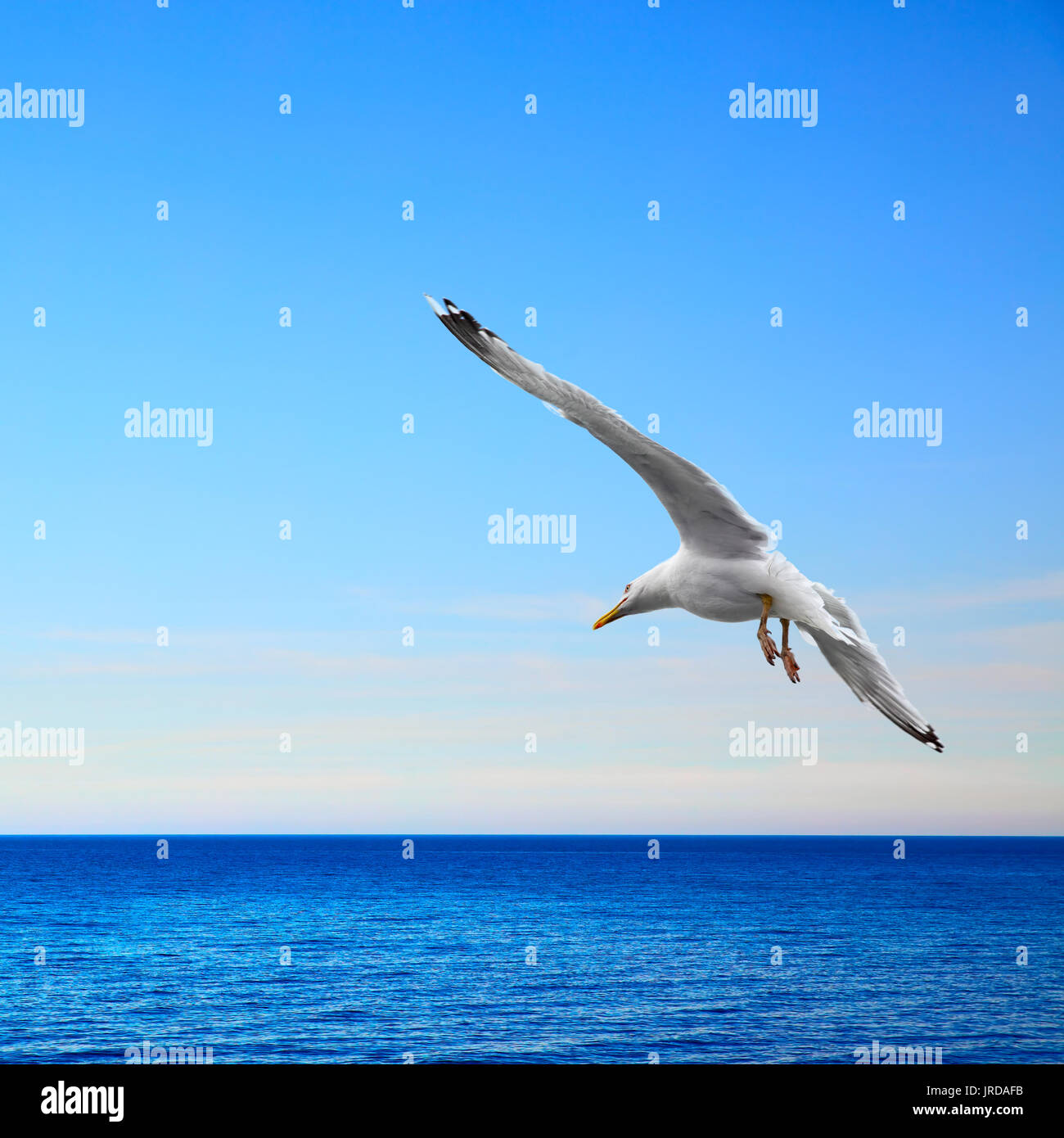 Gull beautiful bird wild hi-res stock photography and images - Alamy
