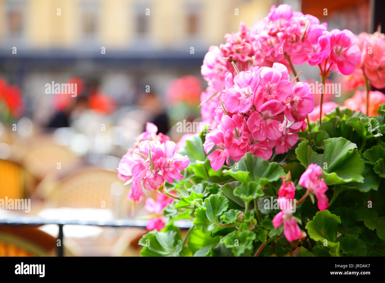 Stockholm gamla stan stortorget flowers hi-res stock photography and ...