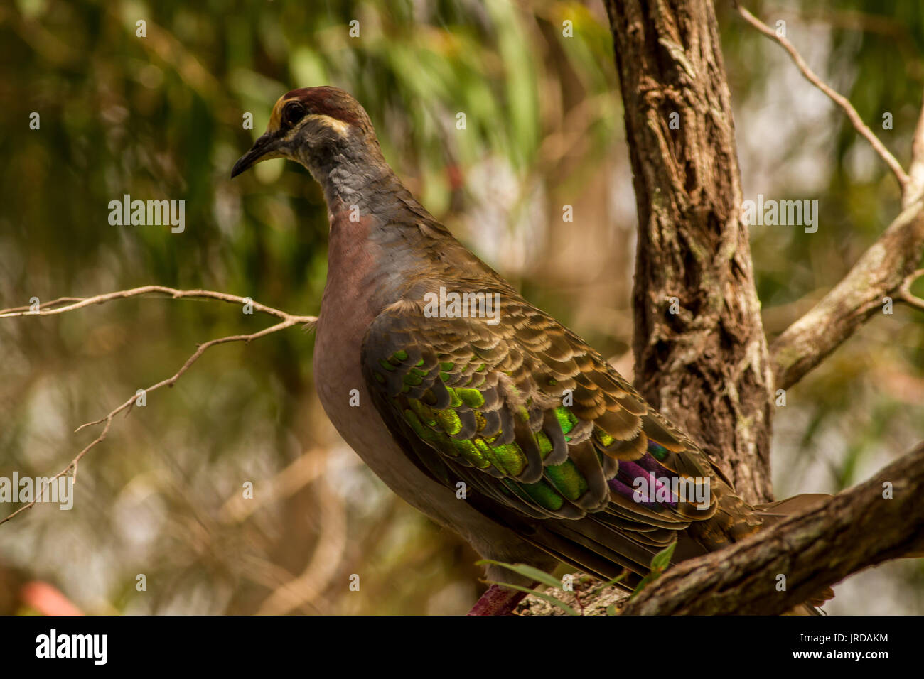 Common bronzewing hi-res stock photography and images - Alamy
