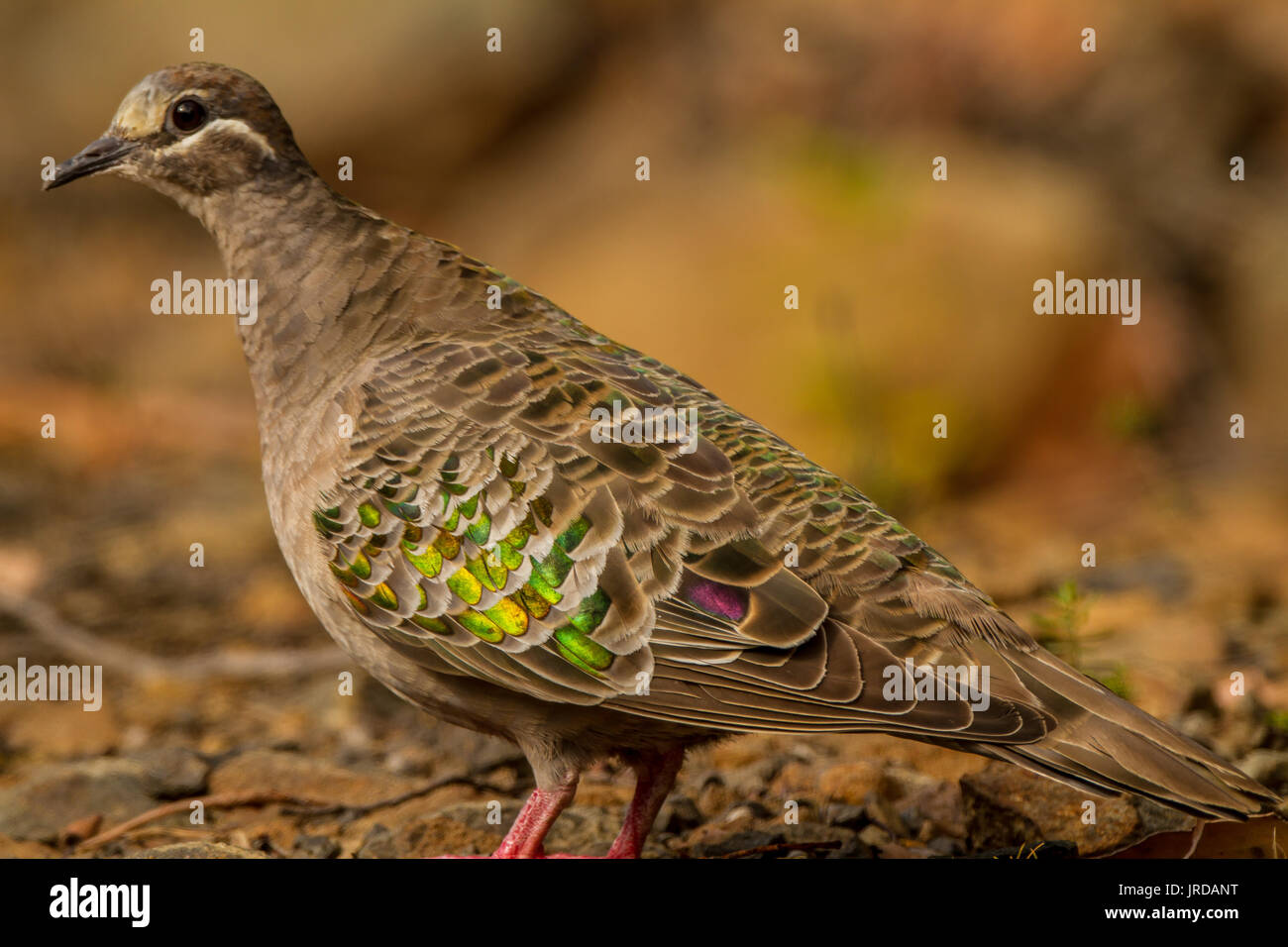 Common bronzewing hi-res stock photography and images - Alamy