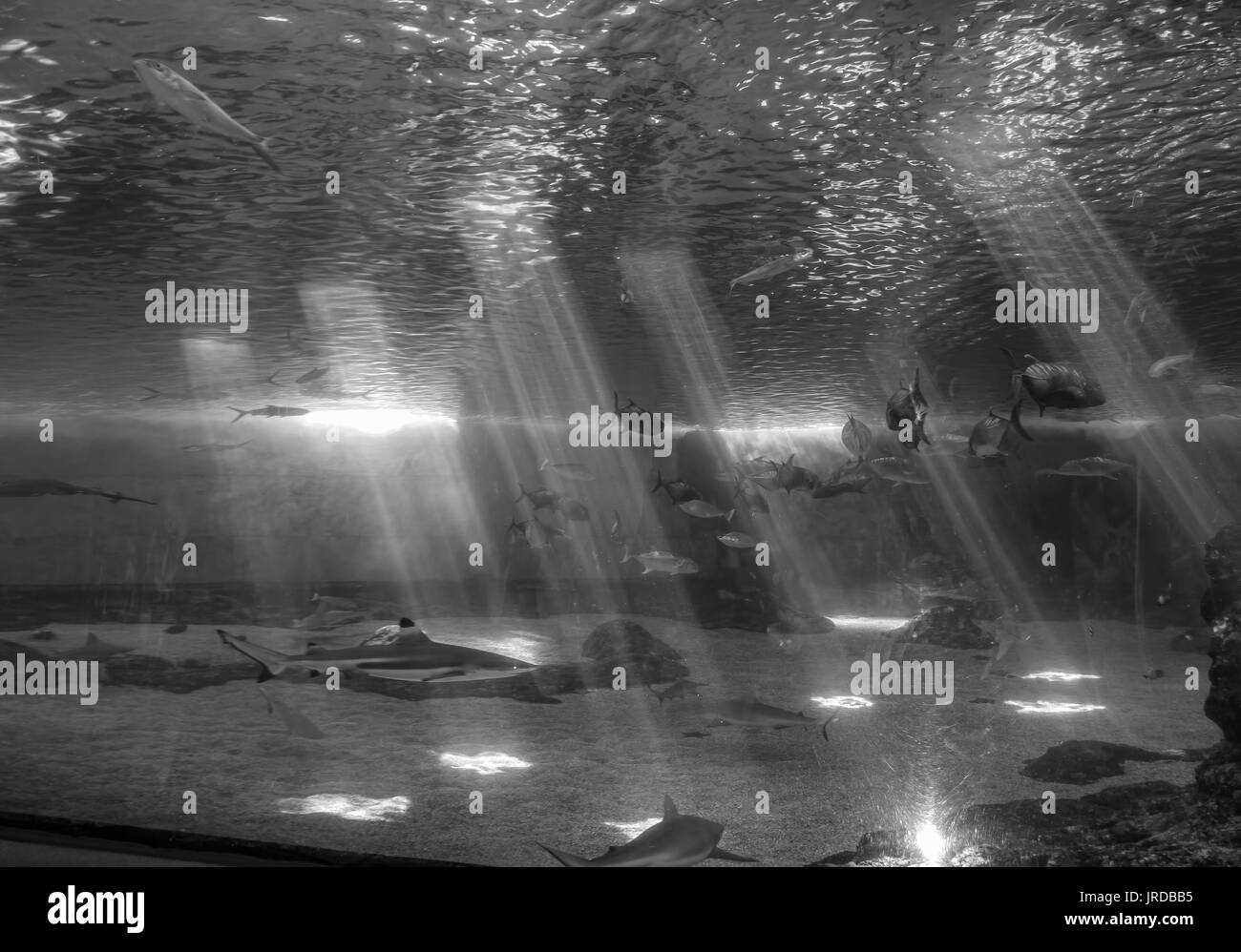 Animals in aquarium Black and White Stock Photos & Images - Alamy