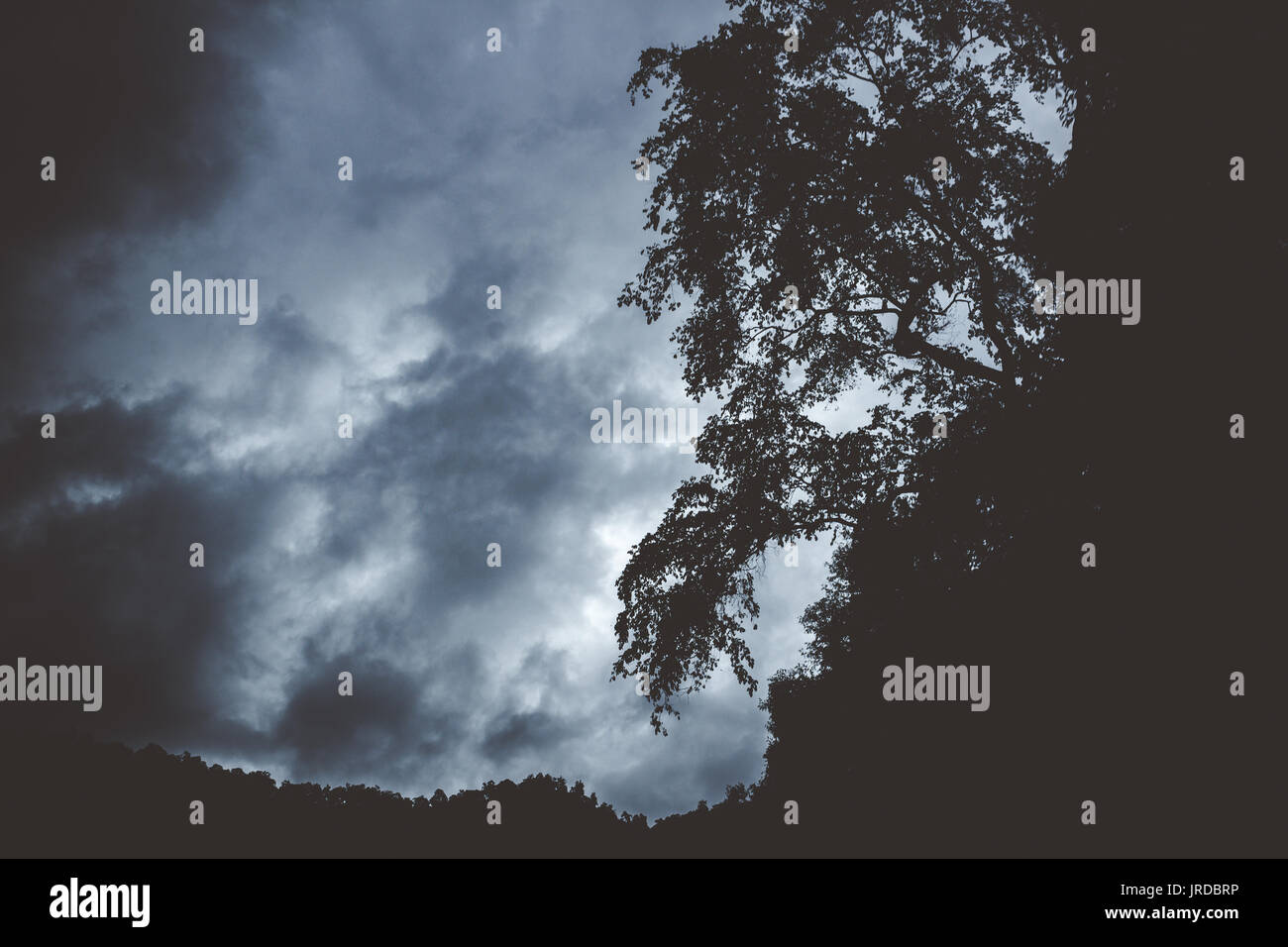 Tree cliff outline hi-res stock photography and images - Alamy