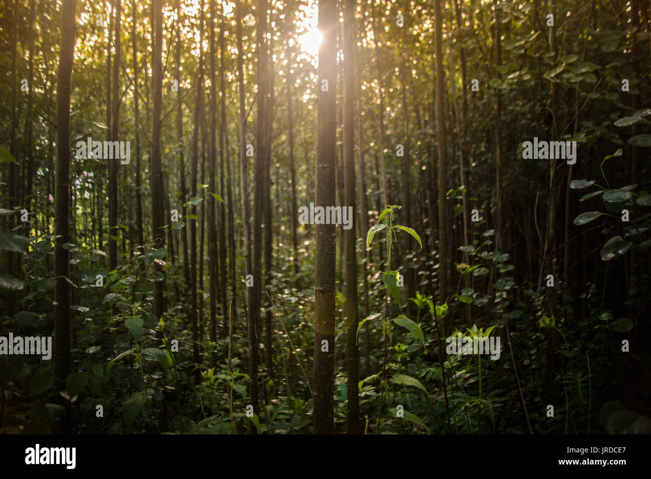 Sweden forest hi-res stock photography and images - Alamy