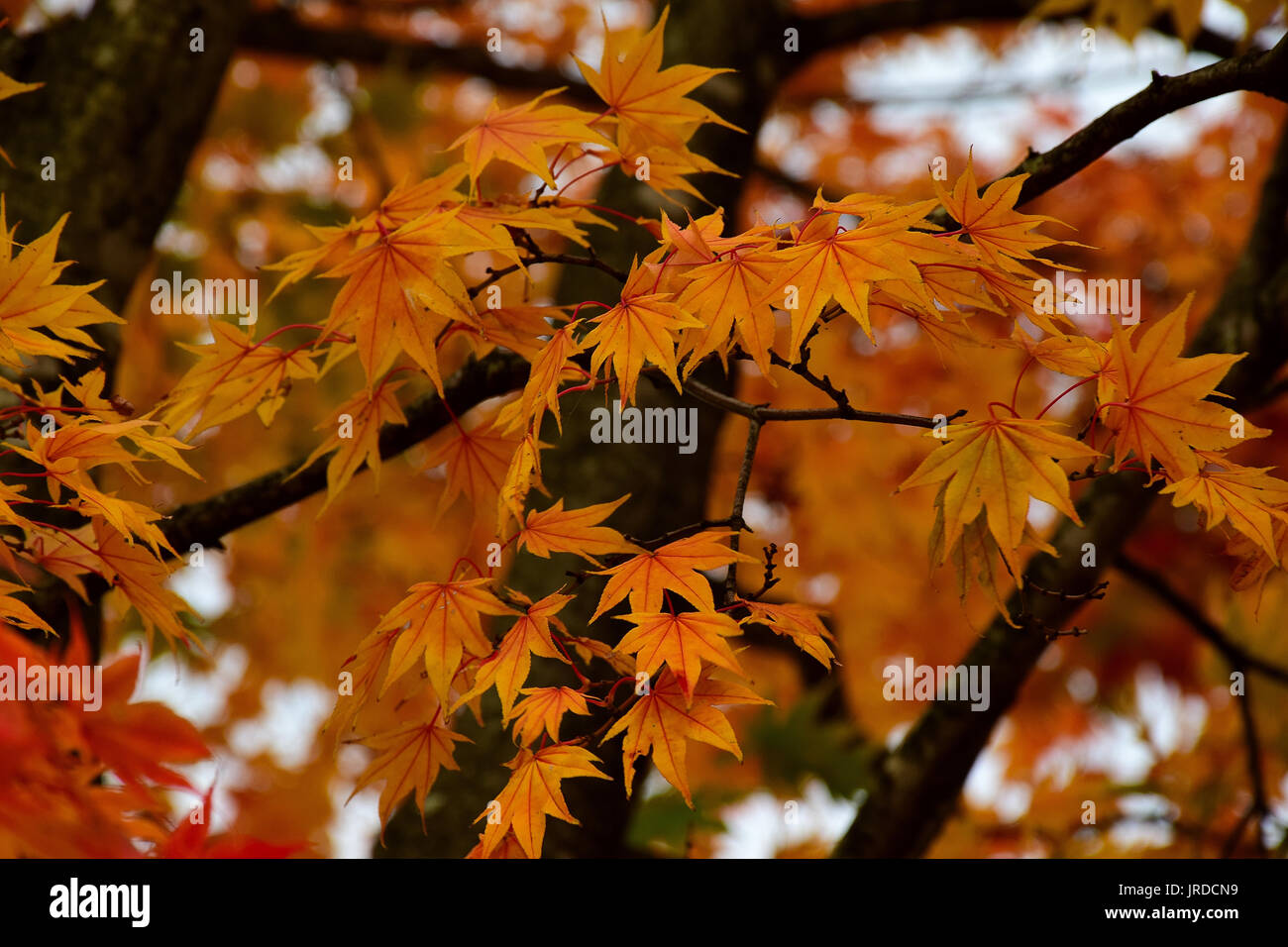 Landscape of colorful Japanese Autumn Maple leaves Stock Photo - Alamy
