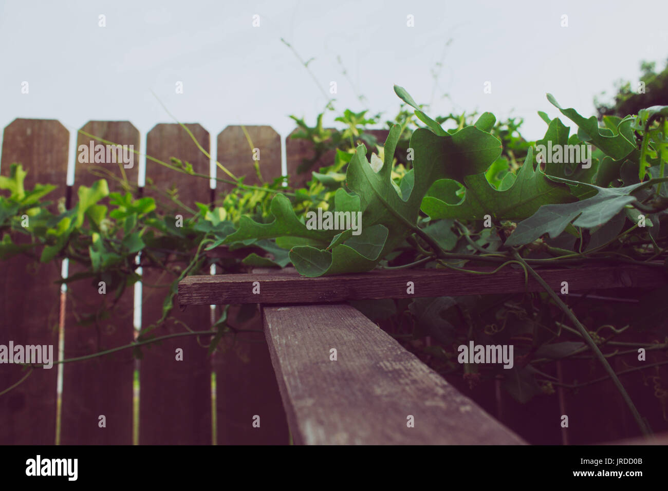 Ivy shoots hi-res stock photography and images - Alamy