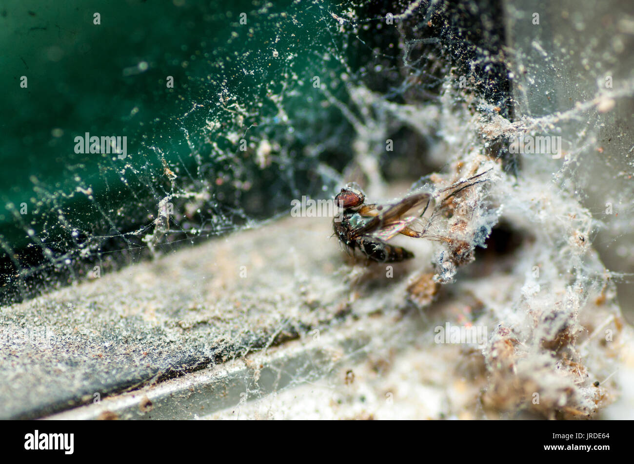 Dying insect hi-res stock photography and images - Alamy