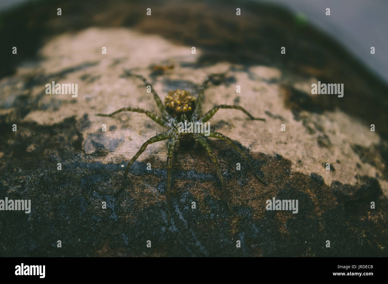 Tree trunk huntsman spider hi-res stock photography and images - Alamy