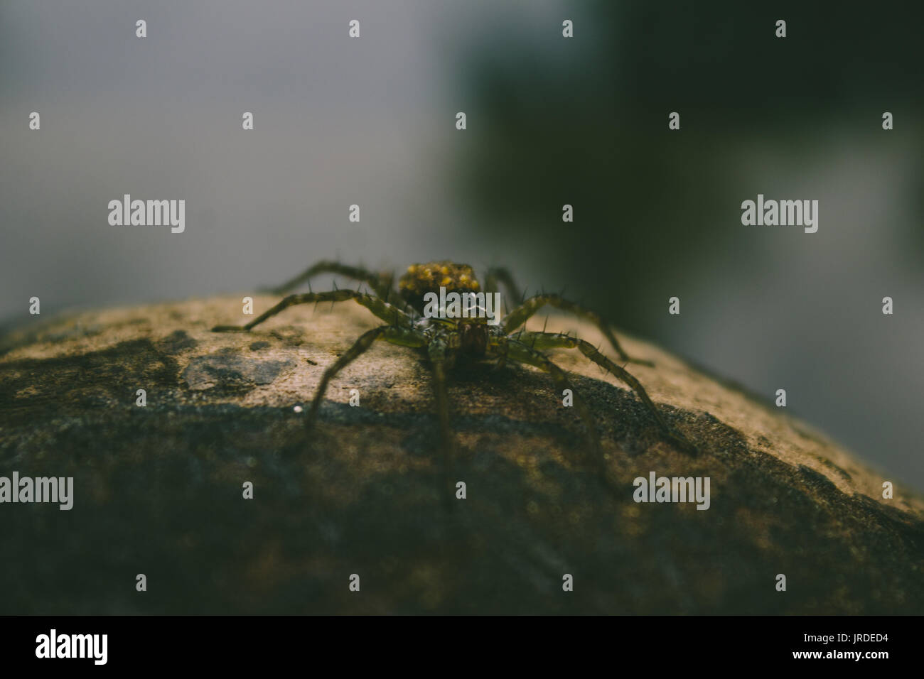 Huntsman spider australia large hi-res stock photography and images - Alamy