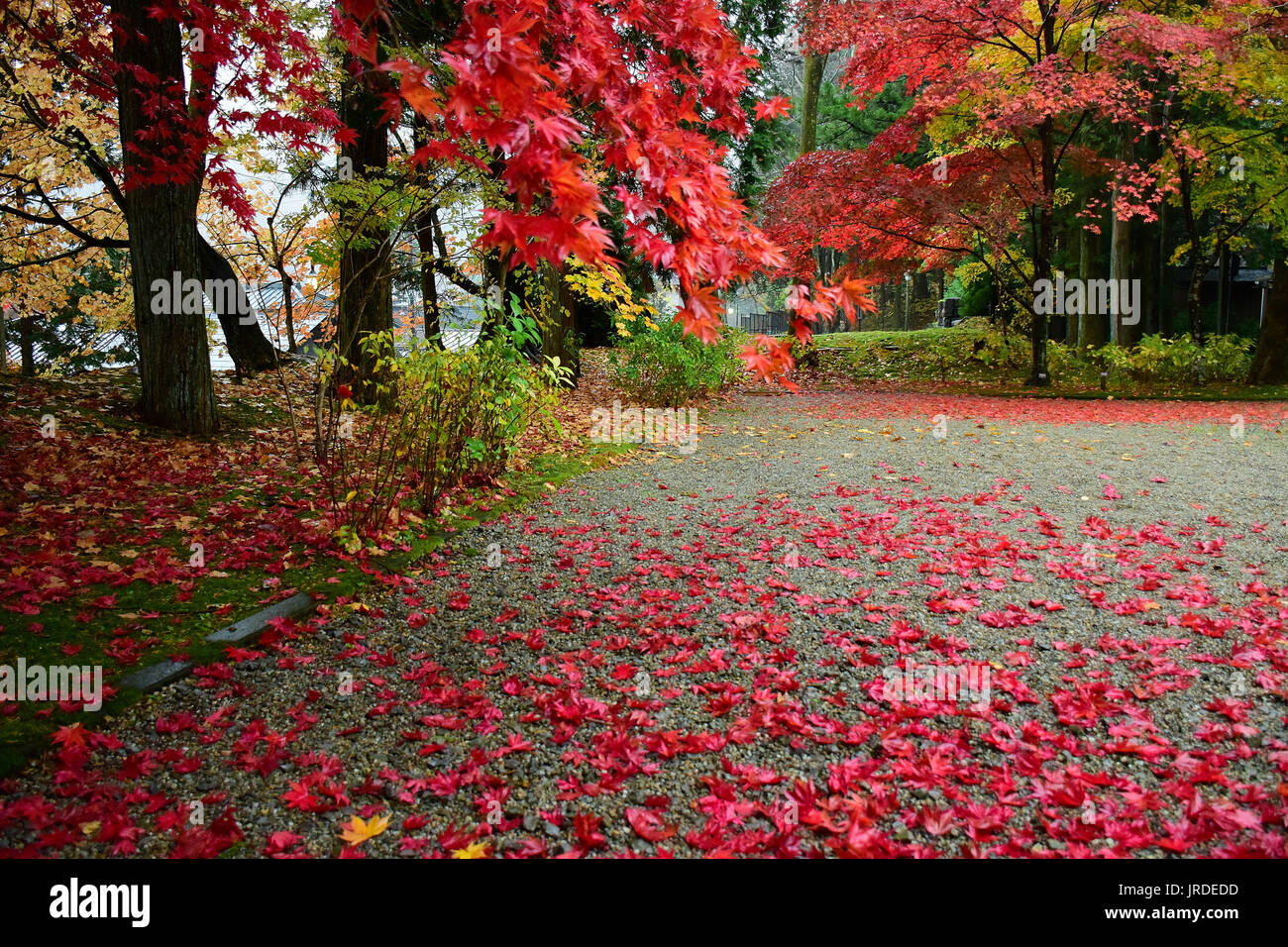 Japanese Autumn Maple leaves Landscape Stock Photo - Alamy