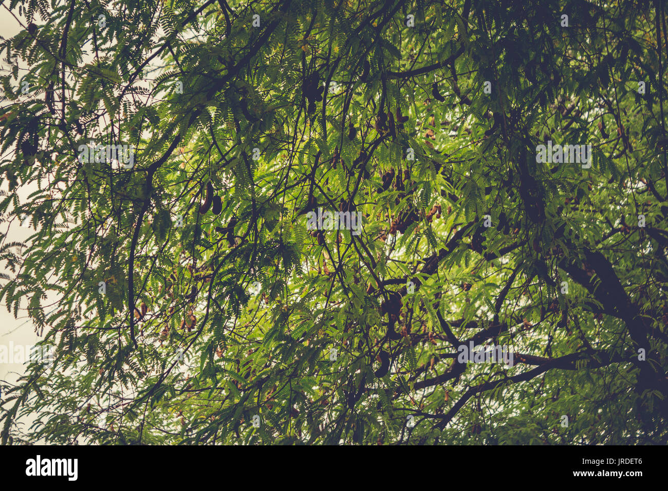 Overhead leaf canopy hi-res stock photography and images - Alamy