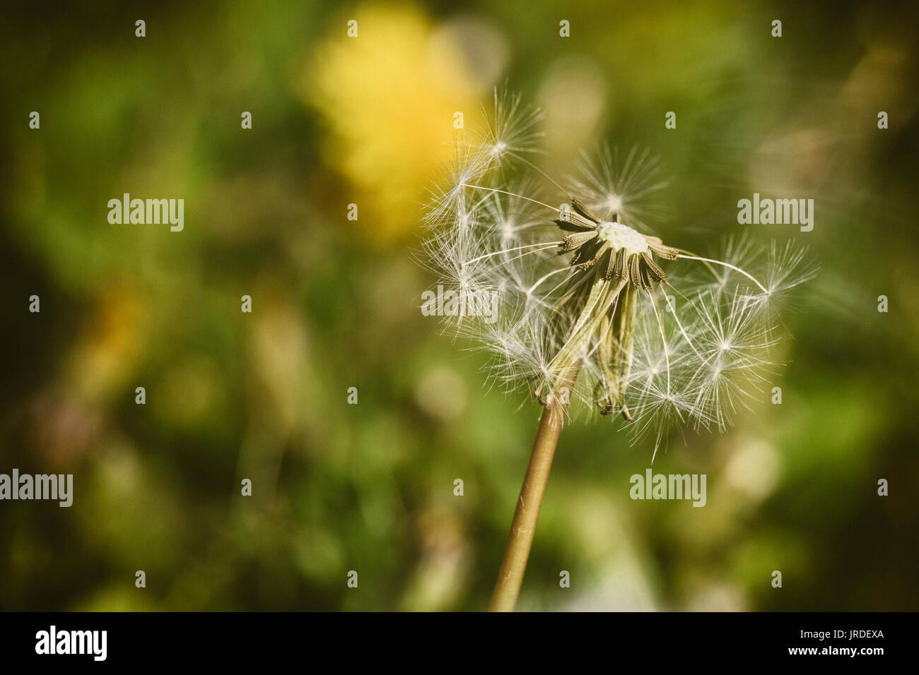 Dandelion clock seed head Stock Photo - Alamy