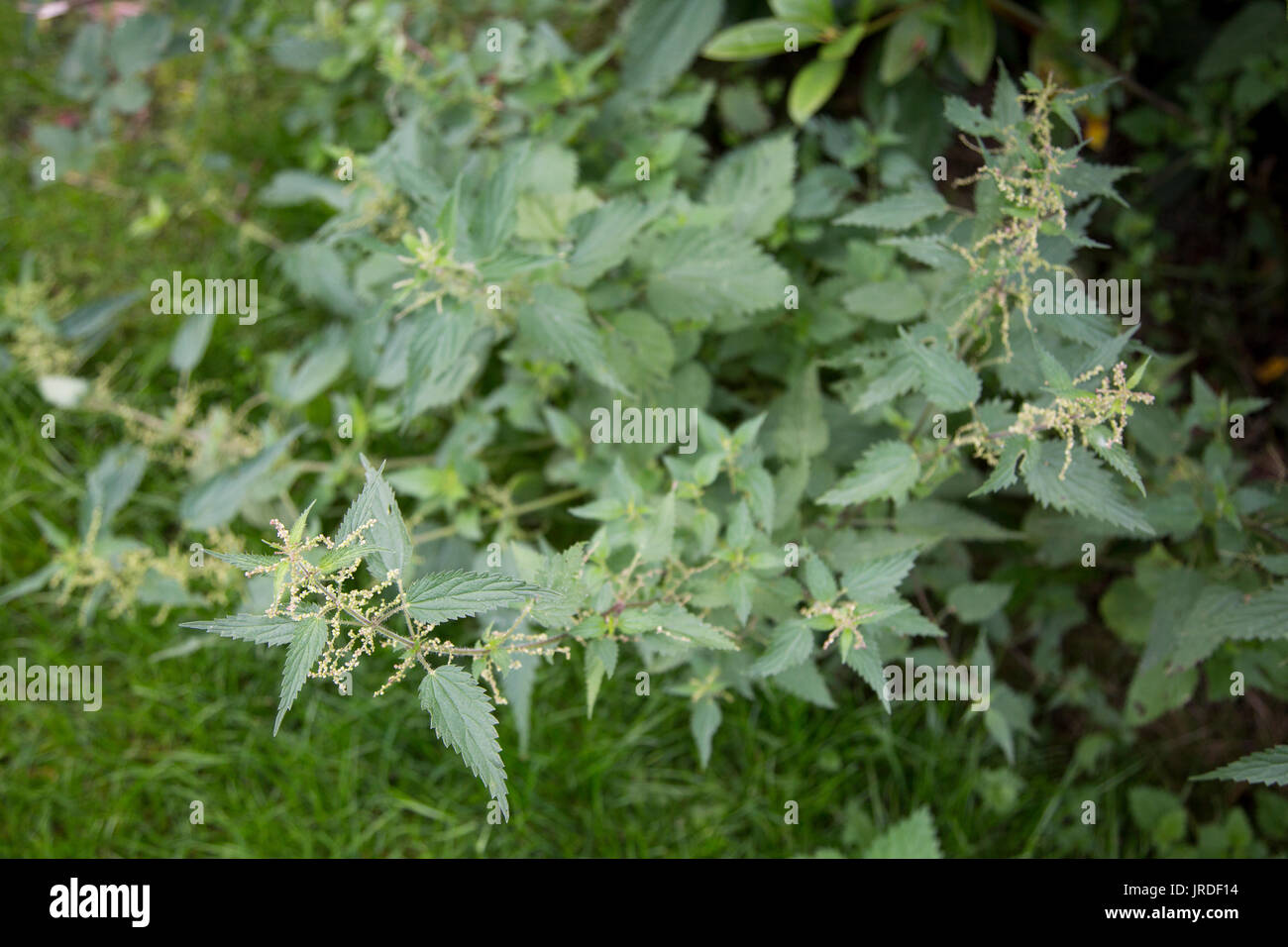 UK Stinging Nettles Stock Photo - Alamy