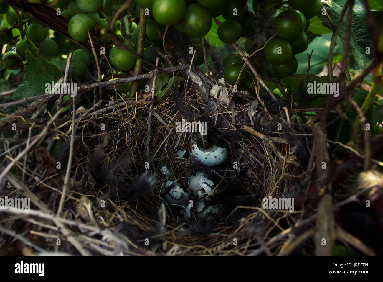 Baby mockingbird hi-res stock photography and images - Alamy