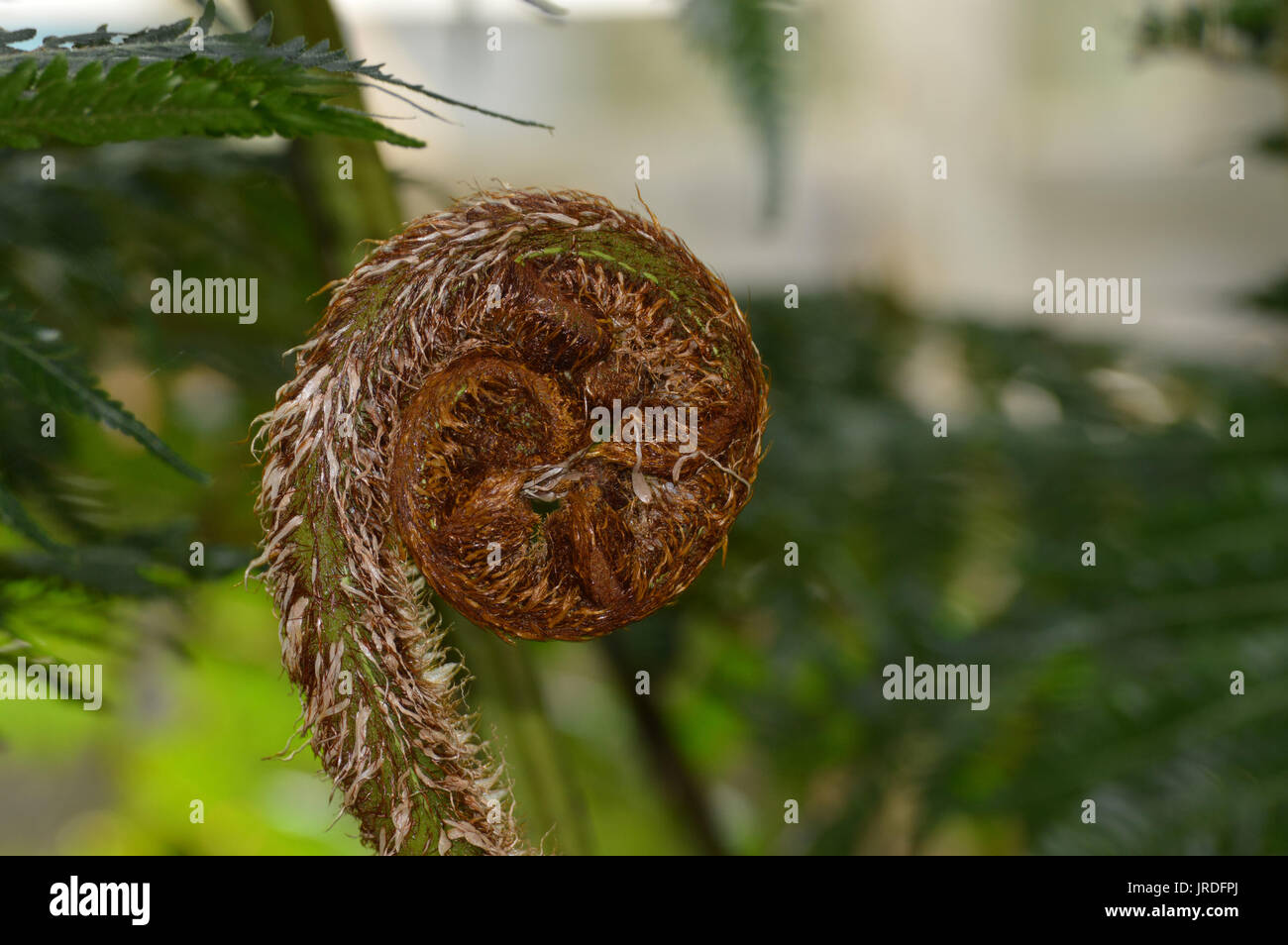 Brown fern fiddlehead hi-res stock photography and images - Alamy