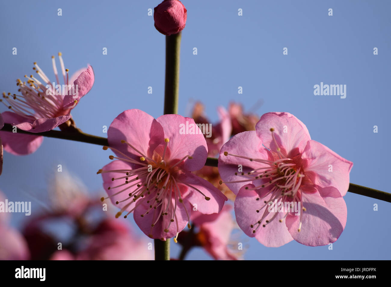 Macro details of Plum blossom flower branches Stock Photo - Alamy
