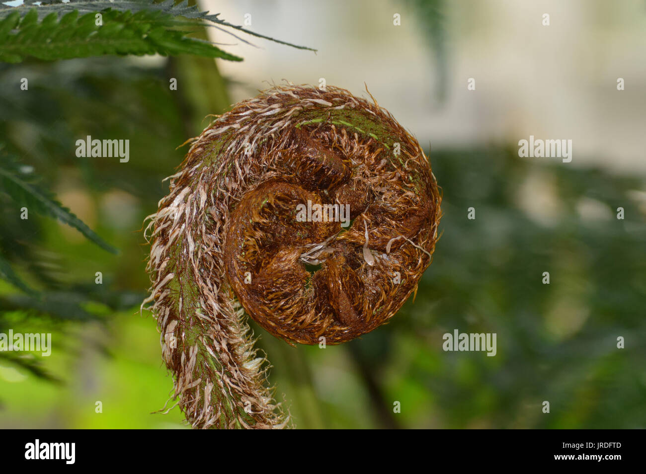 Brown fern fiddlehead hi-res stock photography and images - Alamy