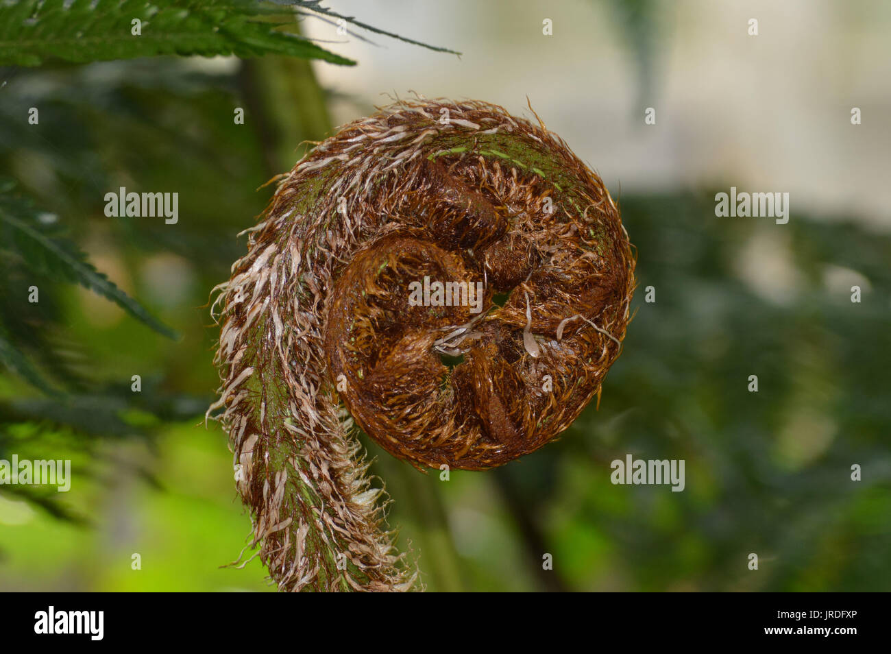 Brown fern fiddlehead hi-res stock photography and images - Alamy