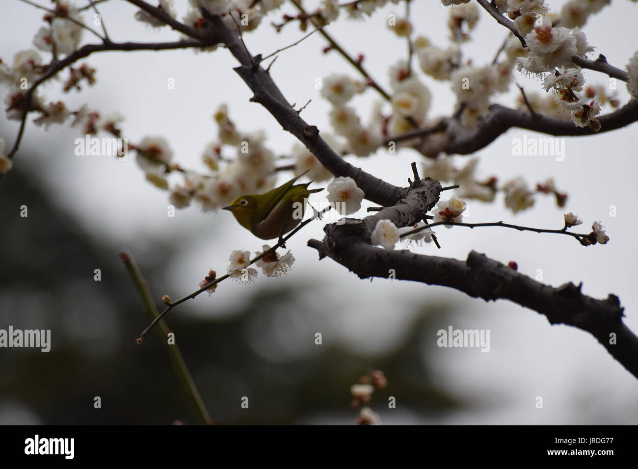 Bird on Cherry & Plum blossom tree in Japan Stock Photo - Alamy