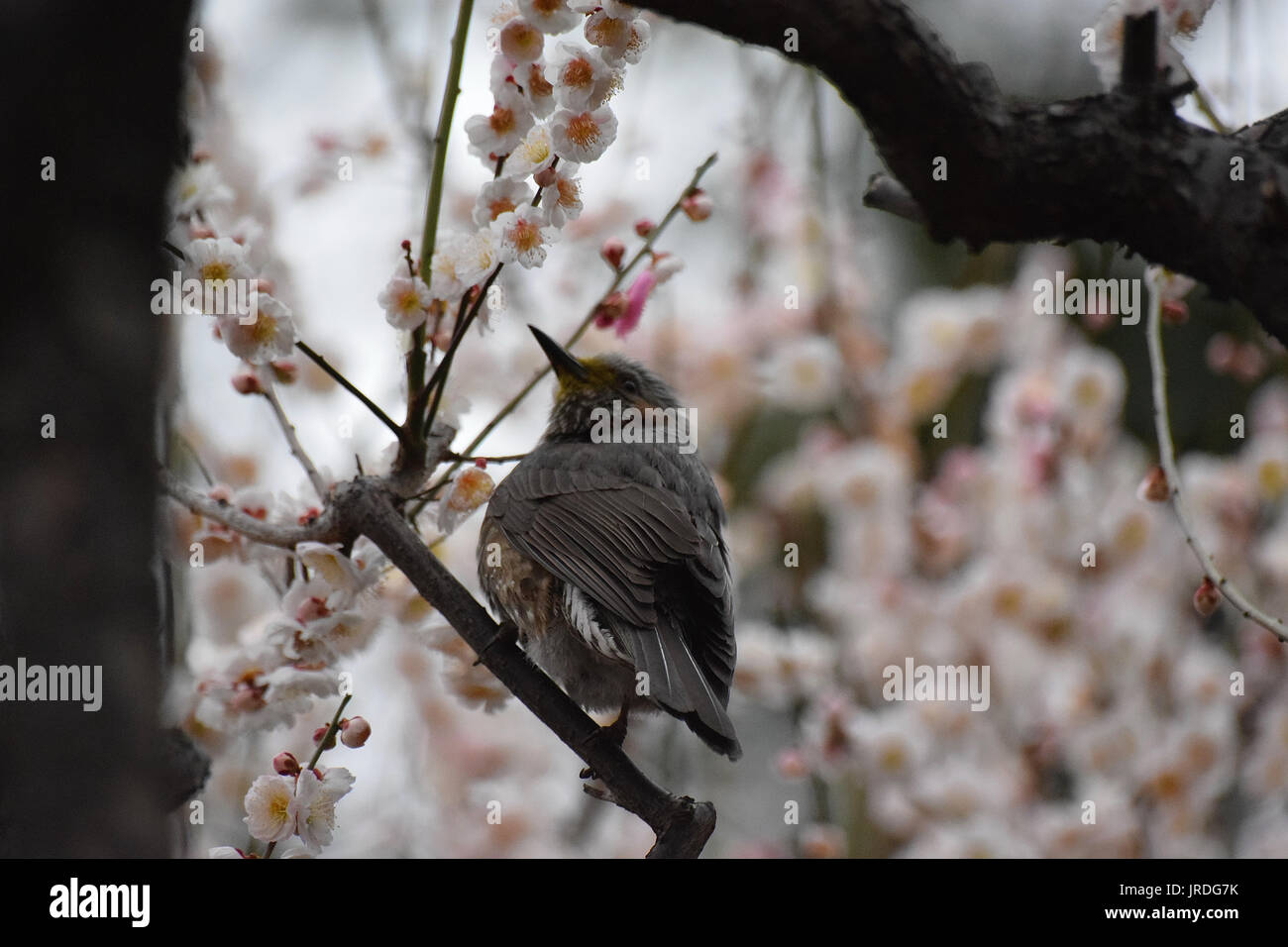 Bird on Cherry & Plum blossom tree in Japan Stock Photo - Alamy