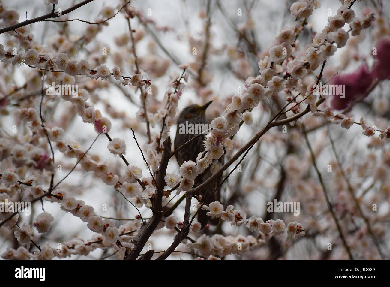 Bird on Cherry & Plum blossom tree in Japan Stock Photo - Alamy