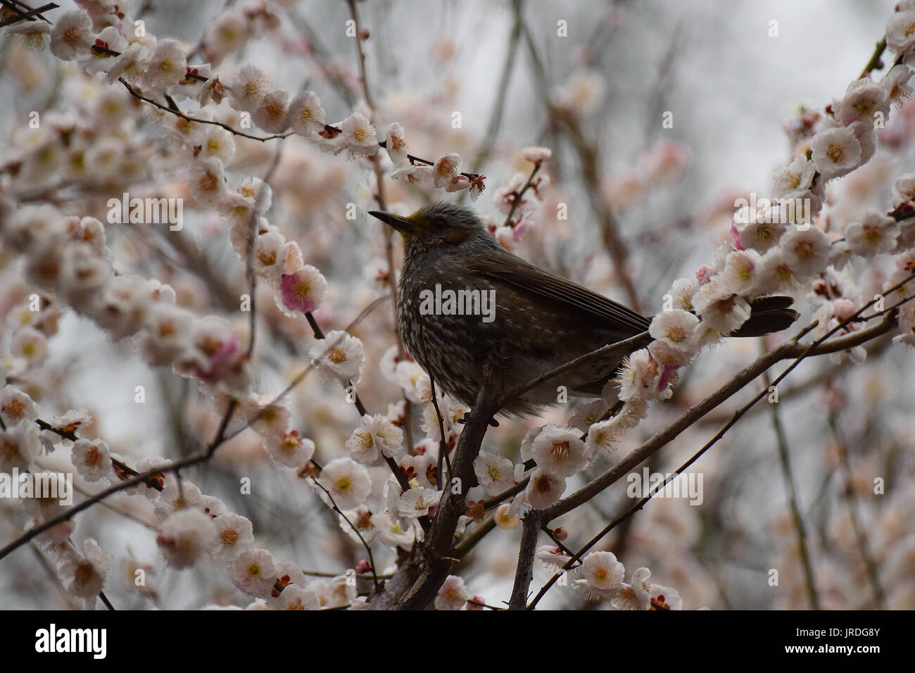 Bird on Cherry & Plum blossom tree in Japan Stock Photo - Alamy