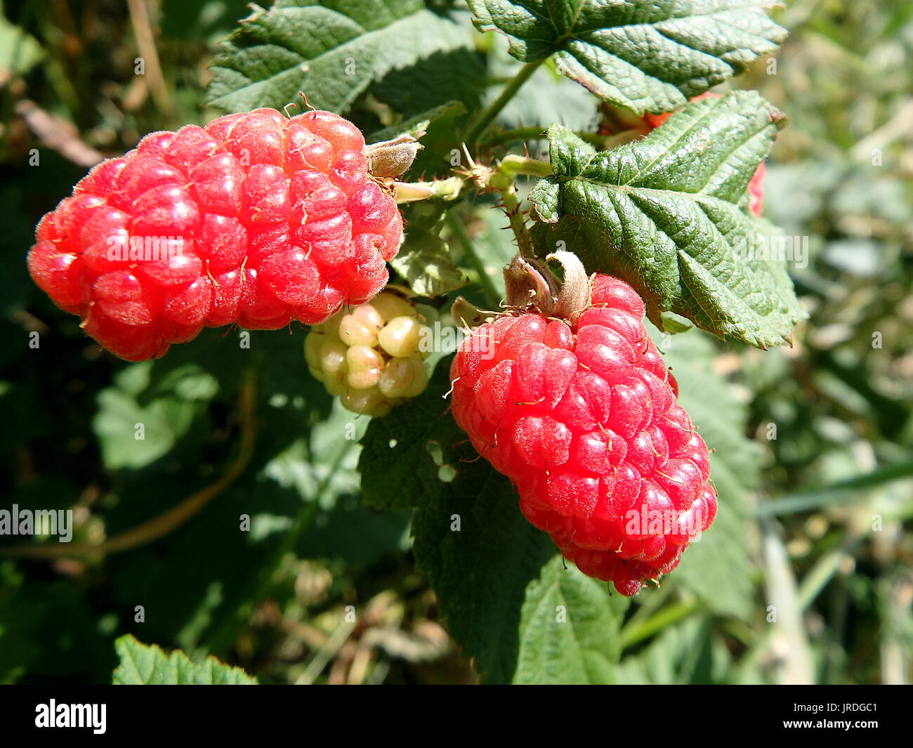 Tayberries hi-res stock photography and images - Alamy