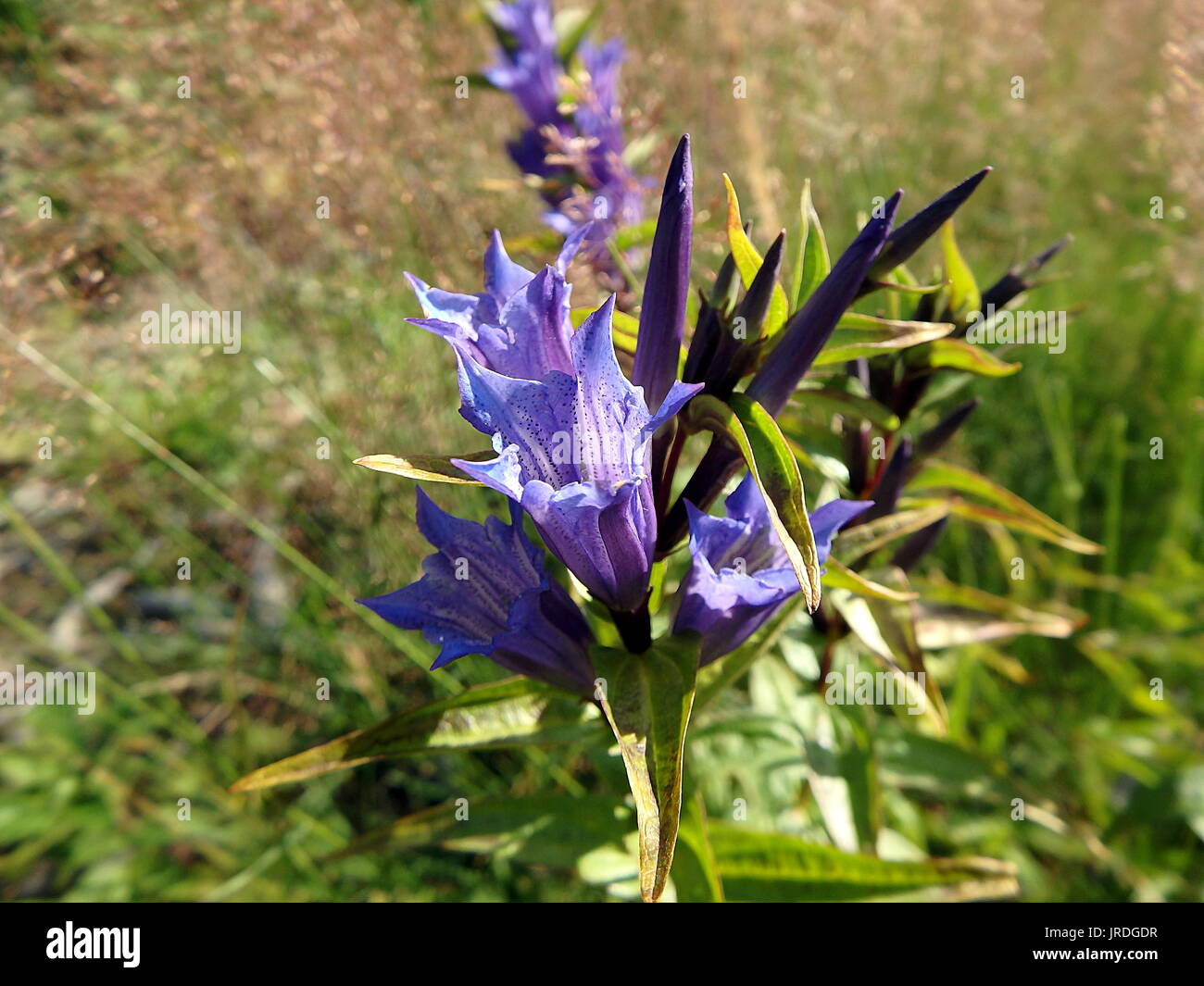 Willow gentian hi-res stock photography and images - Alamy