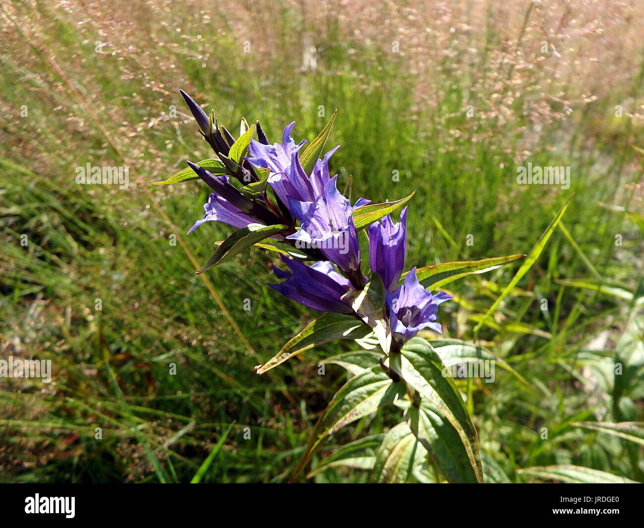 Willow Gentian High Resolution Stock Photography and Images - Alamy